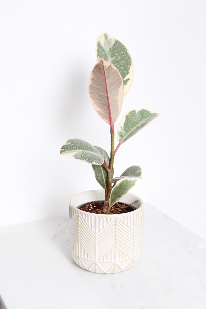 Boho Chevron Pattern Pottery Neutral Ivory Modern Pot Minimal Planter ...