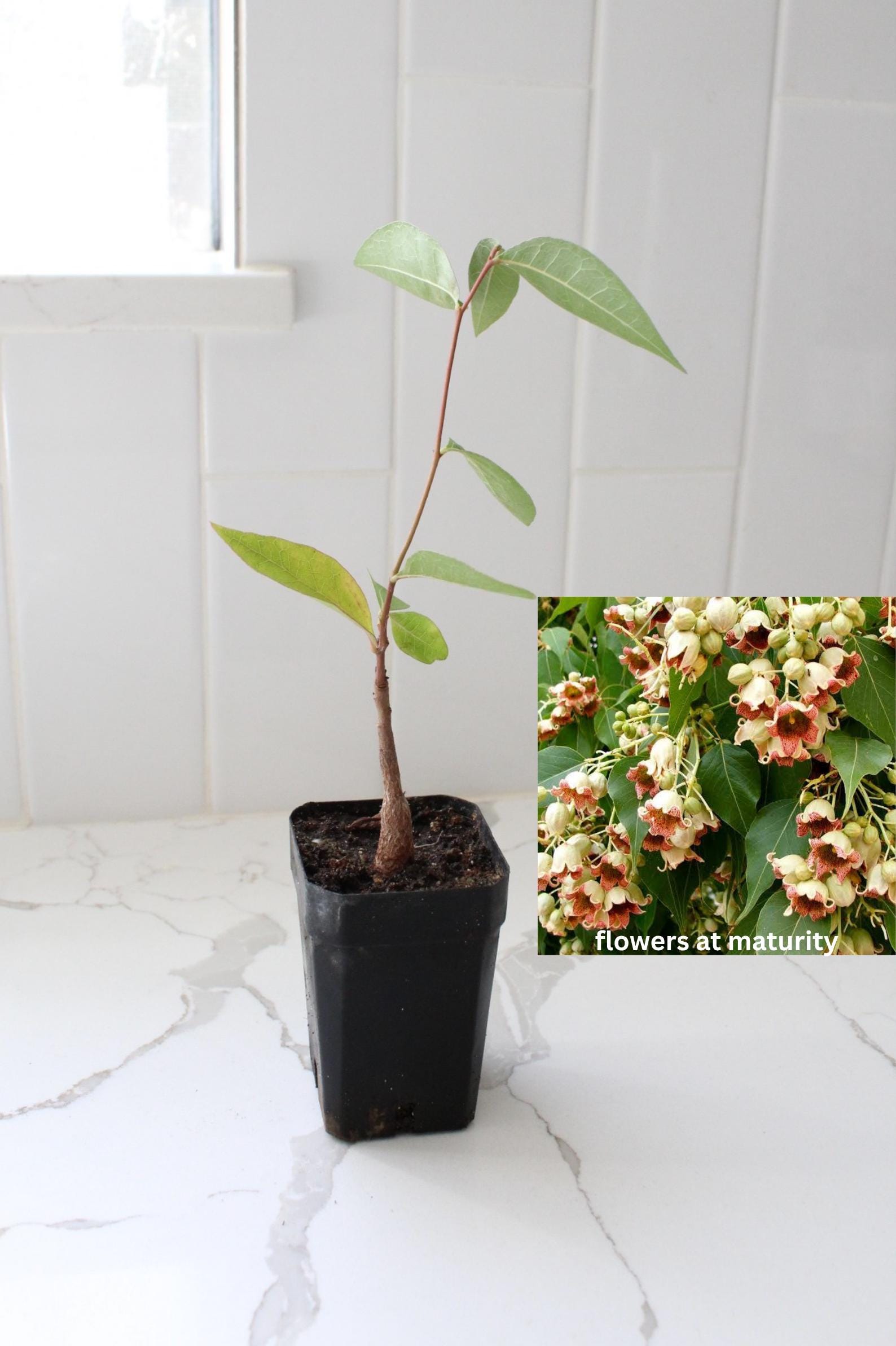 Bonsai Tree Australian Bottle Floral Tree Kurrajong Beginner Plant Gift ...