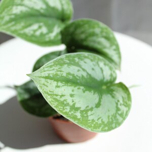 Live Indoor Spotted Pothos Silver Splash Vine Plant Modern Gift for ...