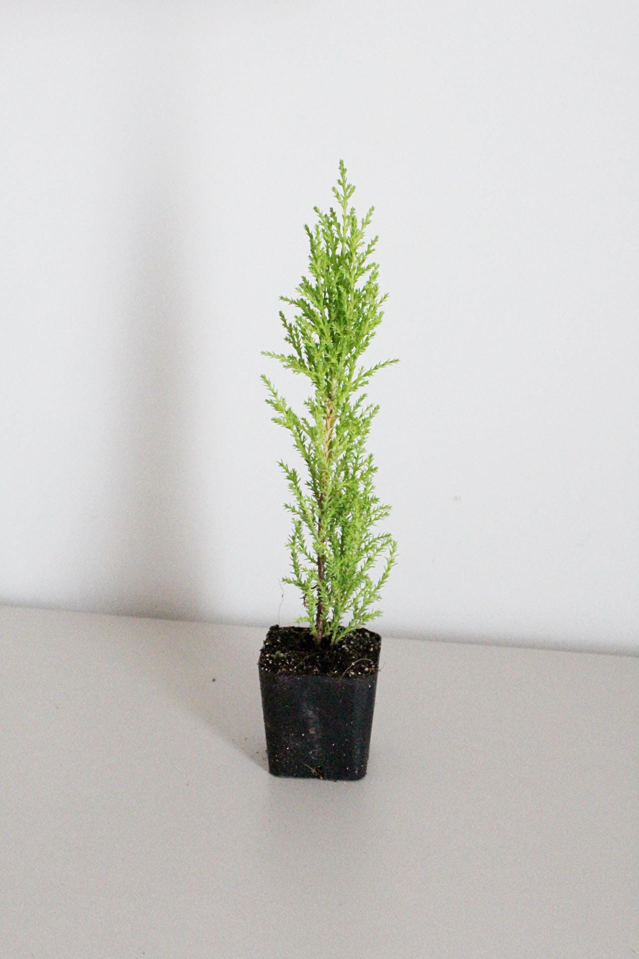 Lemon Scented Cypress Bonsai Tree Evergreen Starter Tree Cupressus ...