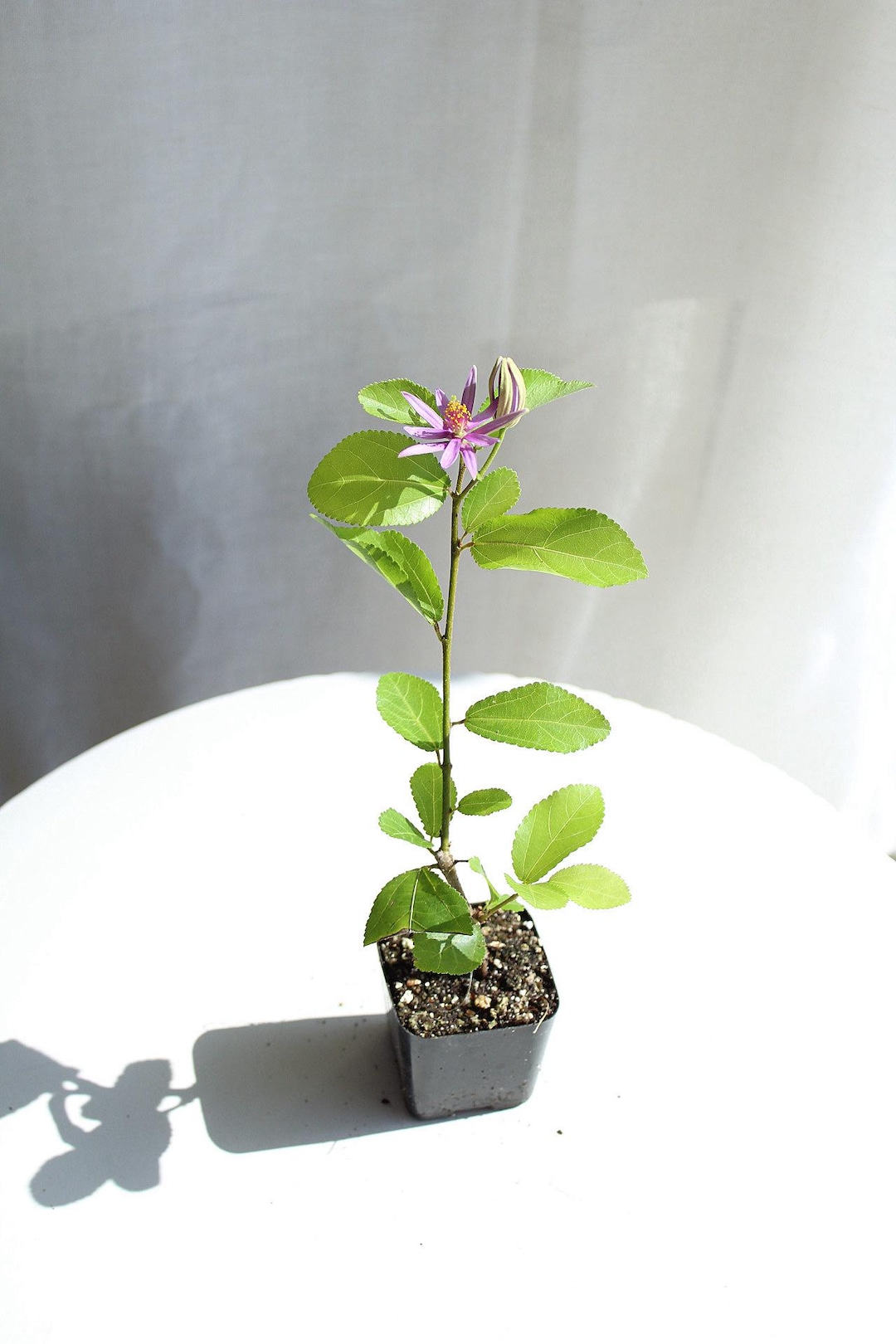 Lavender Star Flower Bonsai Tree African Starbush Crossberry Starter ...