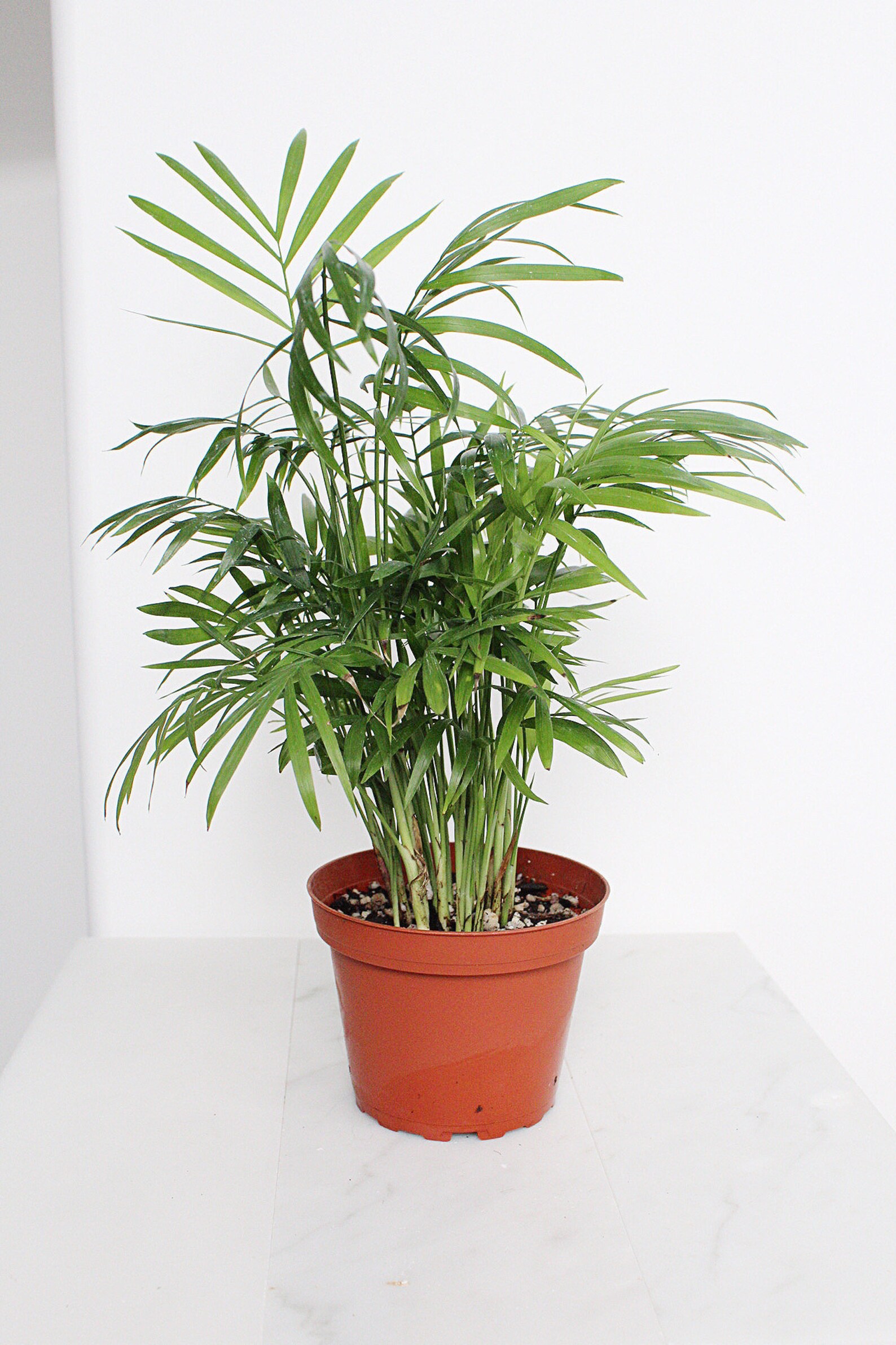 Parlor Palm Tree Chamaedorea Neanthe Bella Indoor Houseplant Lucky Palm ...