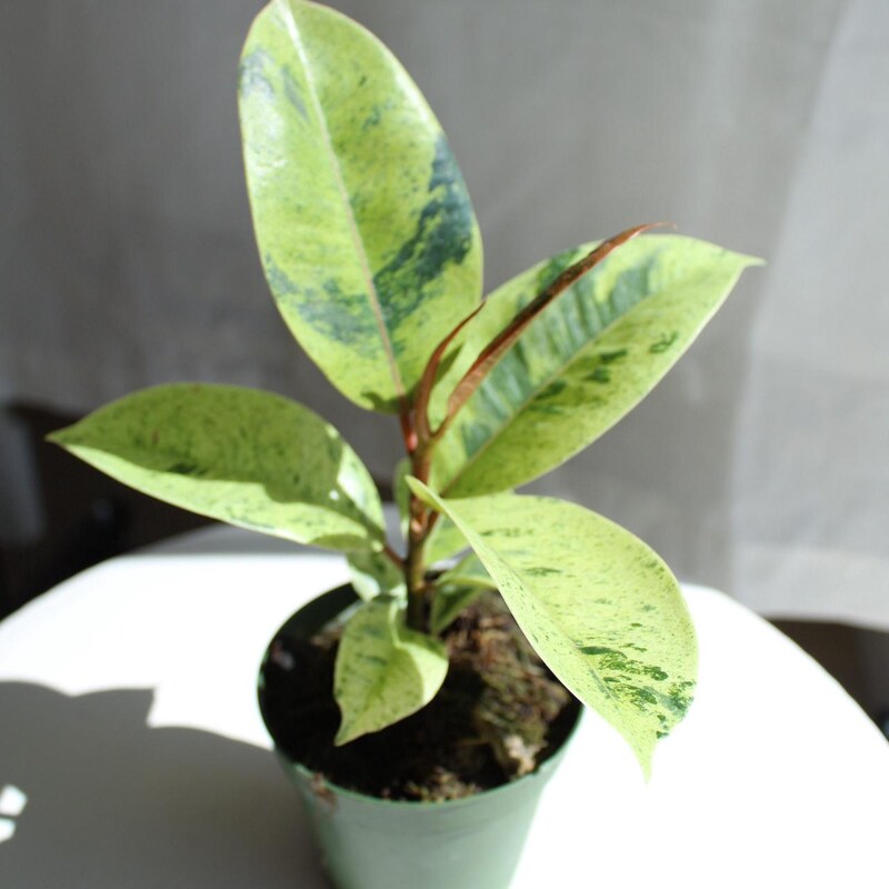 Variegated House Plants - Etsy