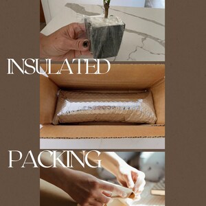 Starter Podocarpus Macrophyllus Maki Tree Outdoor Plant Landscape Live ...