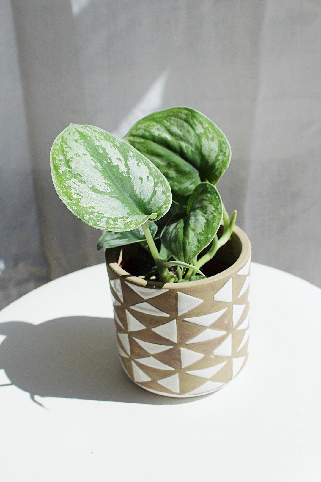 Live Indoor Spotted Pothos Silver Splash Vine Plant Modern Gift for ...