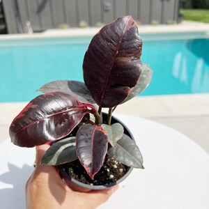 Variegated Pink Rubber Tree Pink Houseplant Ficus Decora Ruby Pink ...