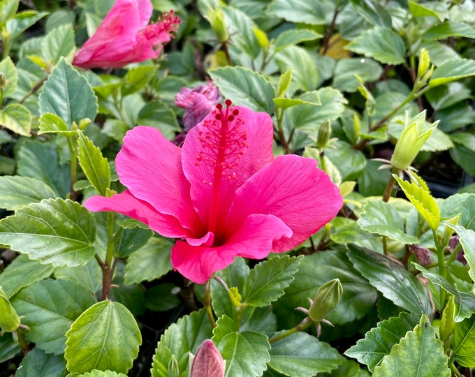 2 Watermelon Ruffles Hardy Hibiscus - Etsy