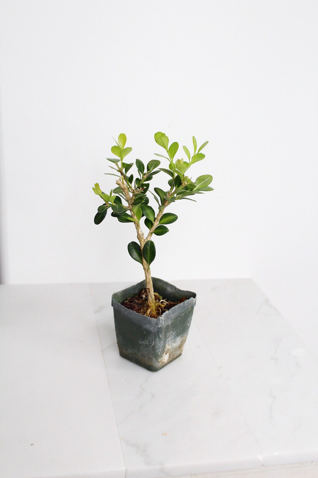 Bonsai Tree Starter Gift Winter Gem Boxwood Shrub Topiary Plant Rounded ...