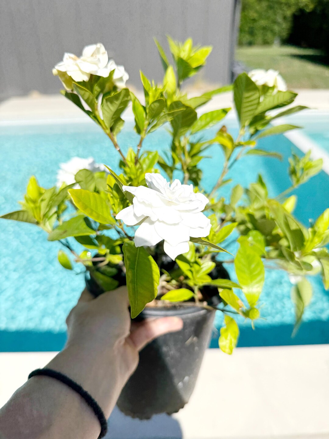 Fragrant White Flower Cape Jasmine Gardenia Veitchii 1 Gallon Container ...