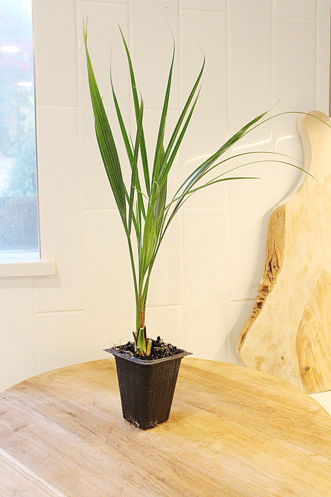 Pygmy Date Palm Starter Multi-pack Live Plant 2.5” Pot Phoenix ...
