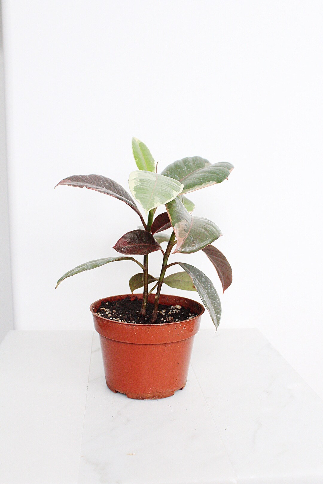 Variegated Pink Rubber Tree Pink Houseplant Ficus Decora Ruby Pink ...