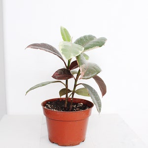 Variegated Pink Rubber Tree Pink Houseplant Ficus Decora Ruby Pink ...