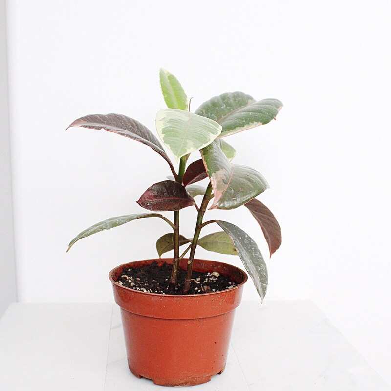 Rubber Plant Live - Etsy