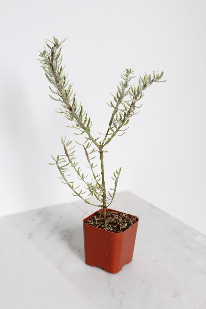 Yellow Variegated Coastal Rosemary Starter Plant Outdoor Garden Gift ...