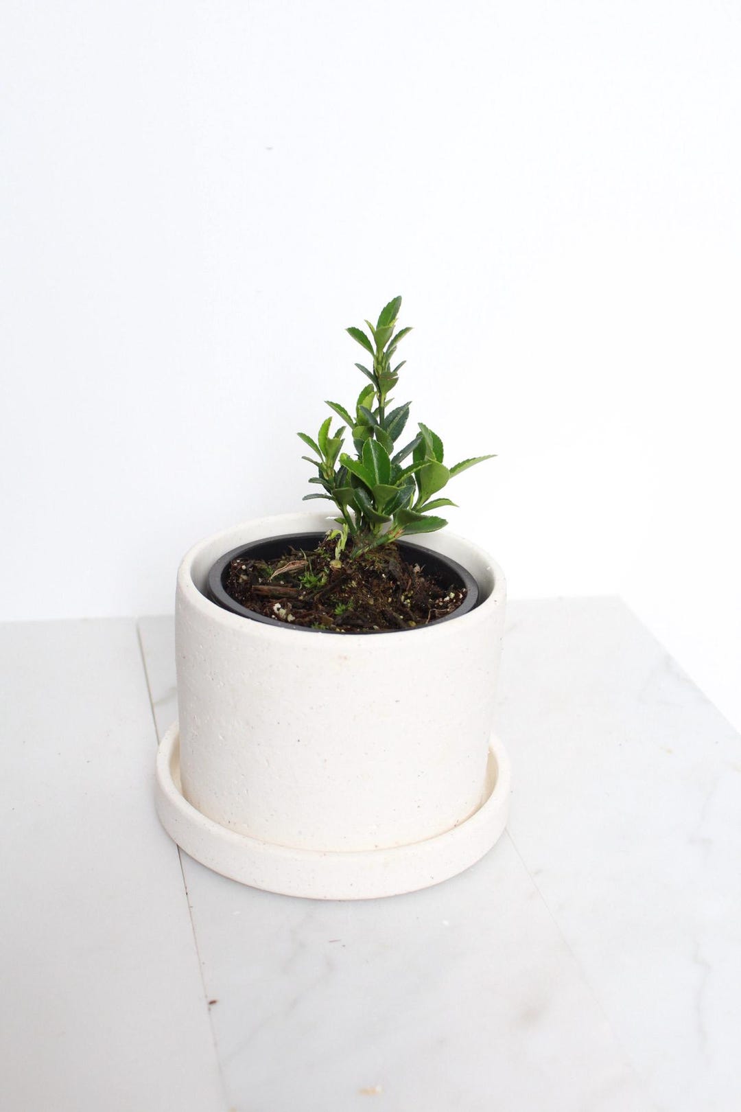 Bonsai Gift Set Starter Kit Tree Plant for Beginner Boxleaf Euonymus ...