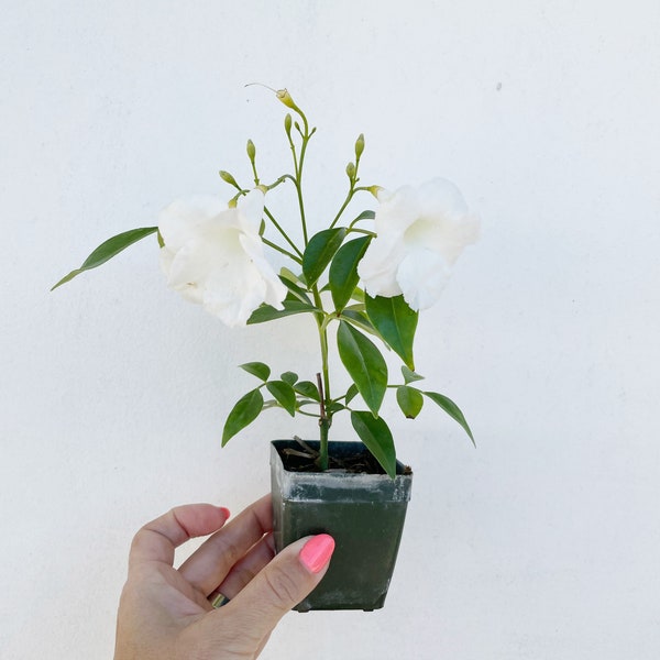 Trumpet Vine Live Plant - Etsy