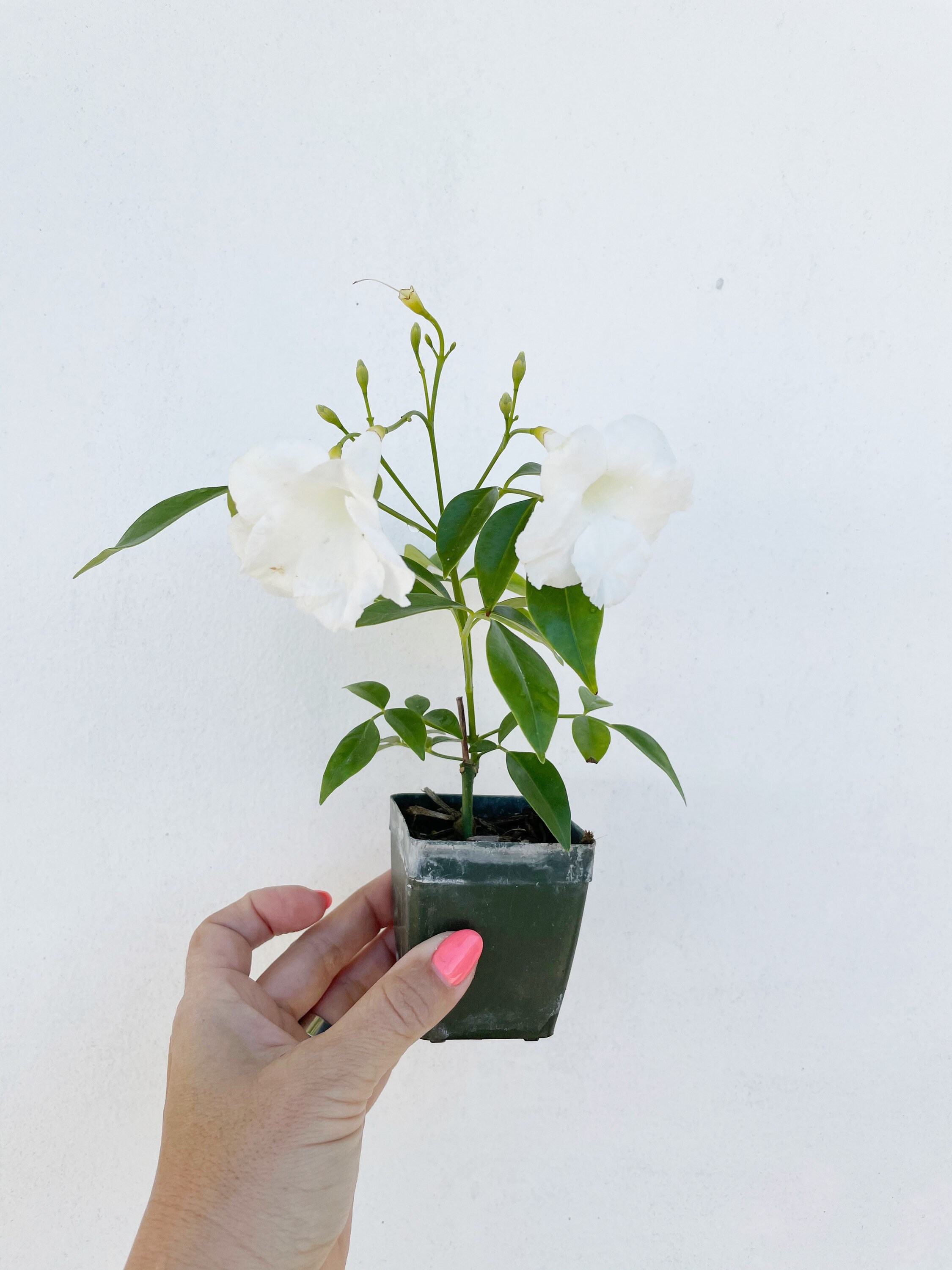 Pandorea Jasminoides Alba