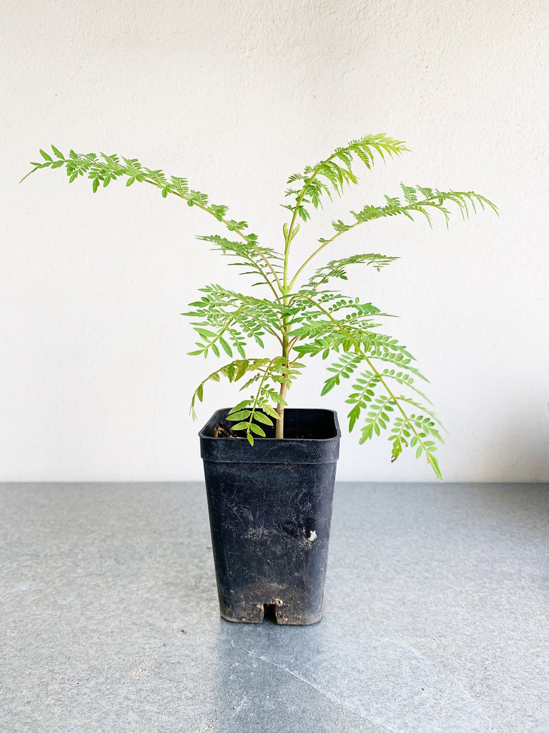 Jacaranda Tree Starter Purple Flowering Tropical Garden Live Plant ...