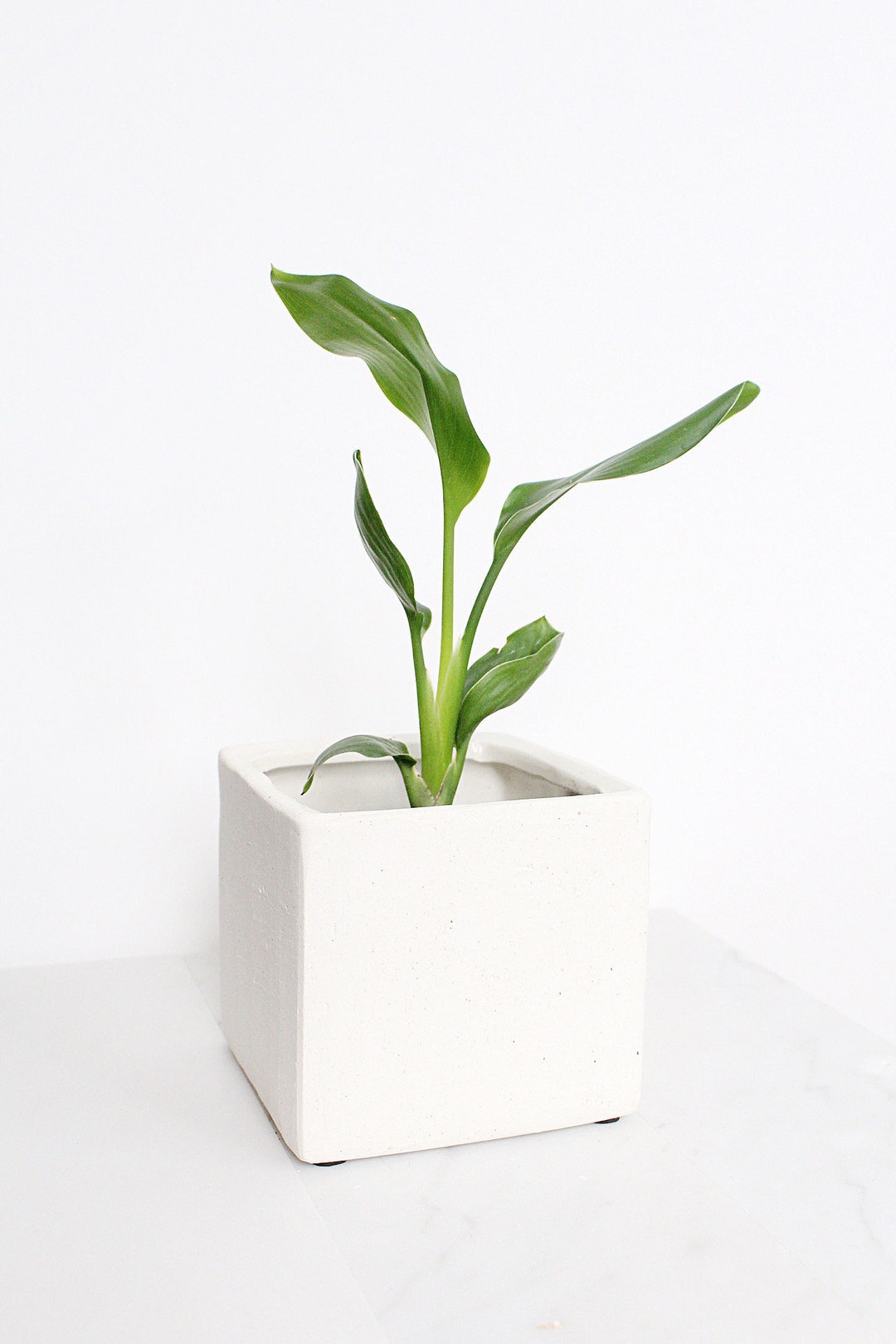 Modern Stylish White Square Pot Planter| Neutral Haus Cube Planter Pot ...