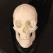 3D Human Skull Replica 2 Sizes Available | Etsy