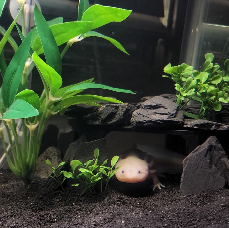 Axolotyl Crayfish Shrimp Aquarium Corner Cave Hide With - Etsy