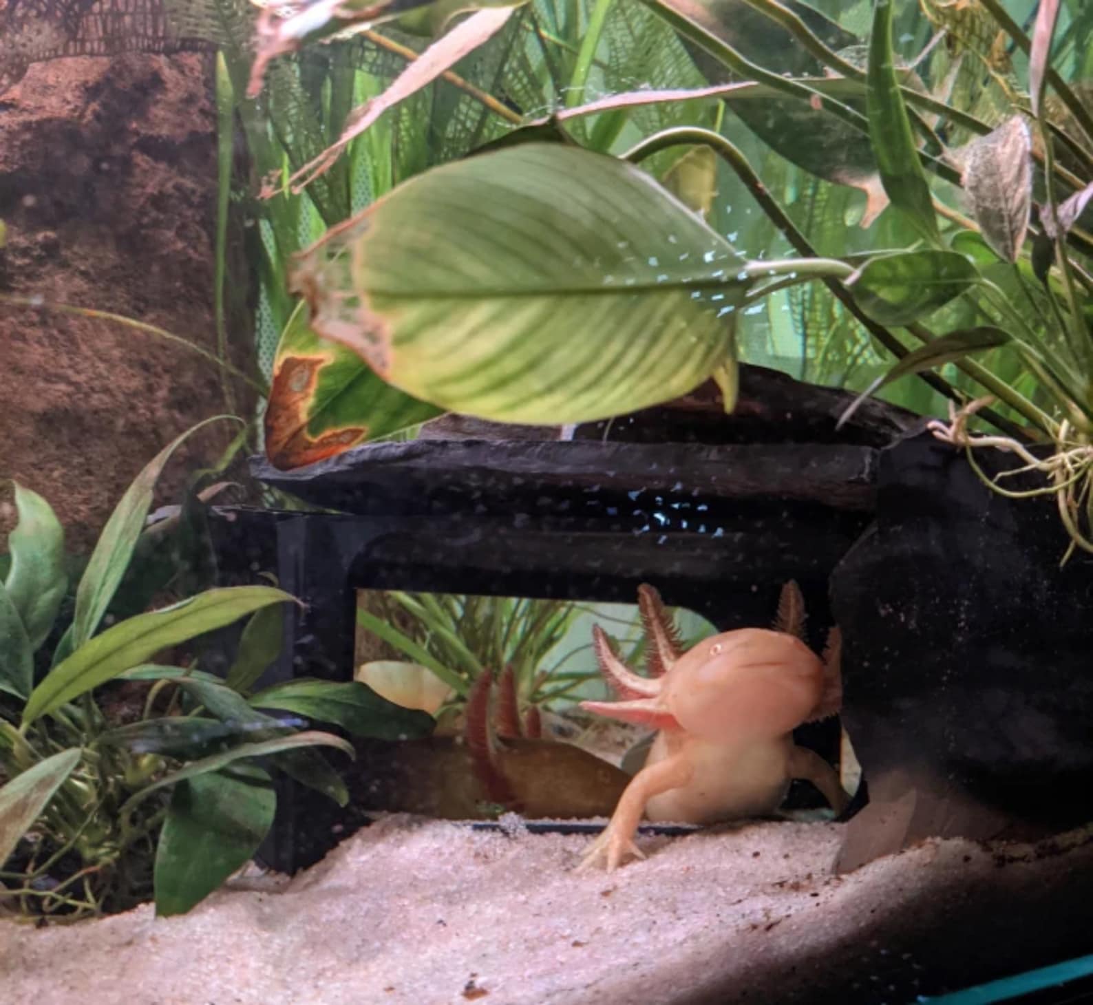 Axolotyl Crayfish Shrimp Aquarium Corner Cave Hide With - Etsy