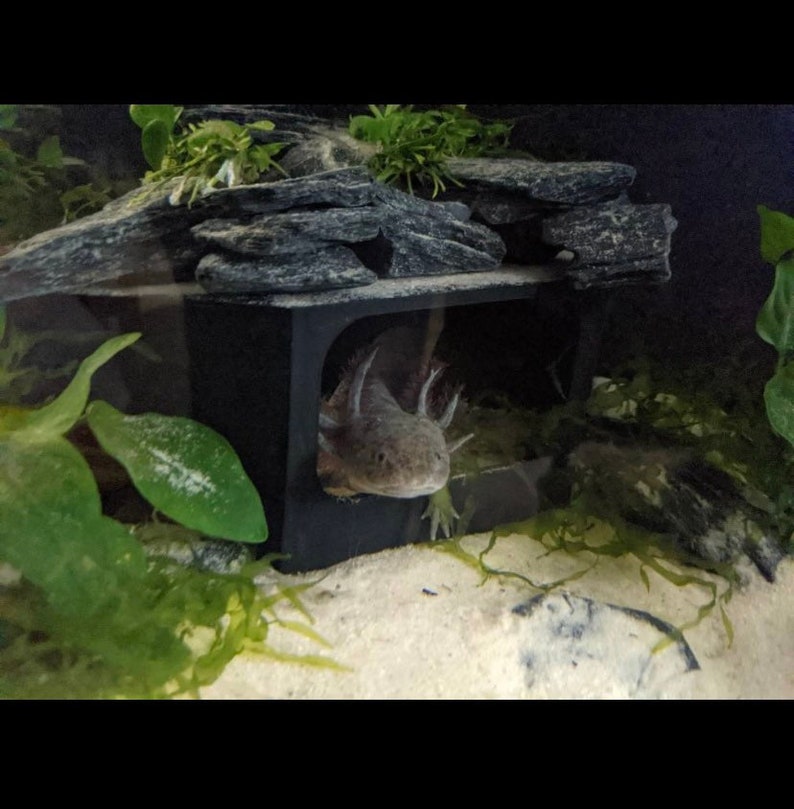 Axolotyl Crayfish Shrimp Aquarium Corner Cave Hide With - Etsy