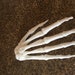 Skeleton Human Hand (right Hand) Prop Sculpture - Etsy