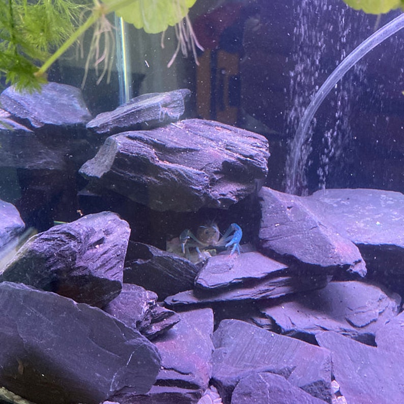 Axolotyl Crayfish Shrimp Aquarium Corner Cave Hide With - Etsy