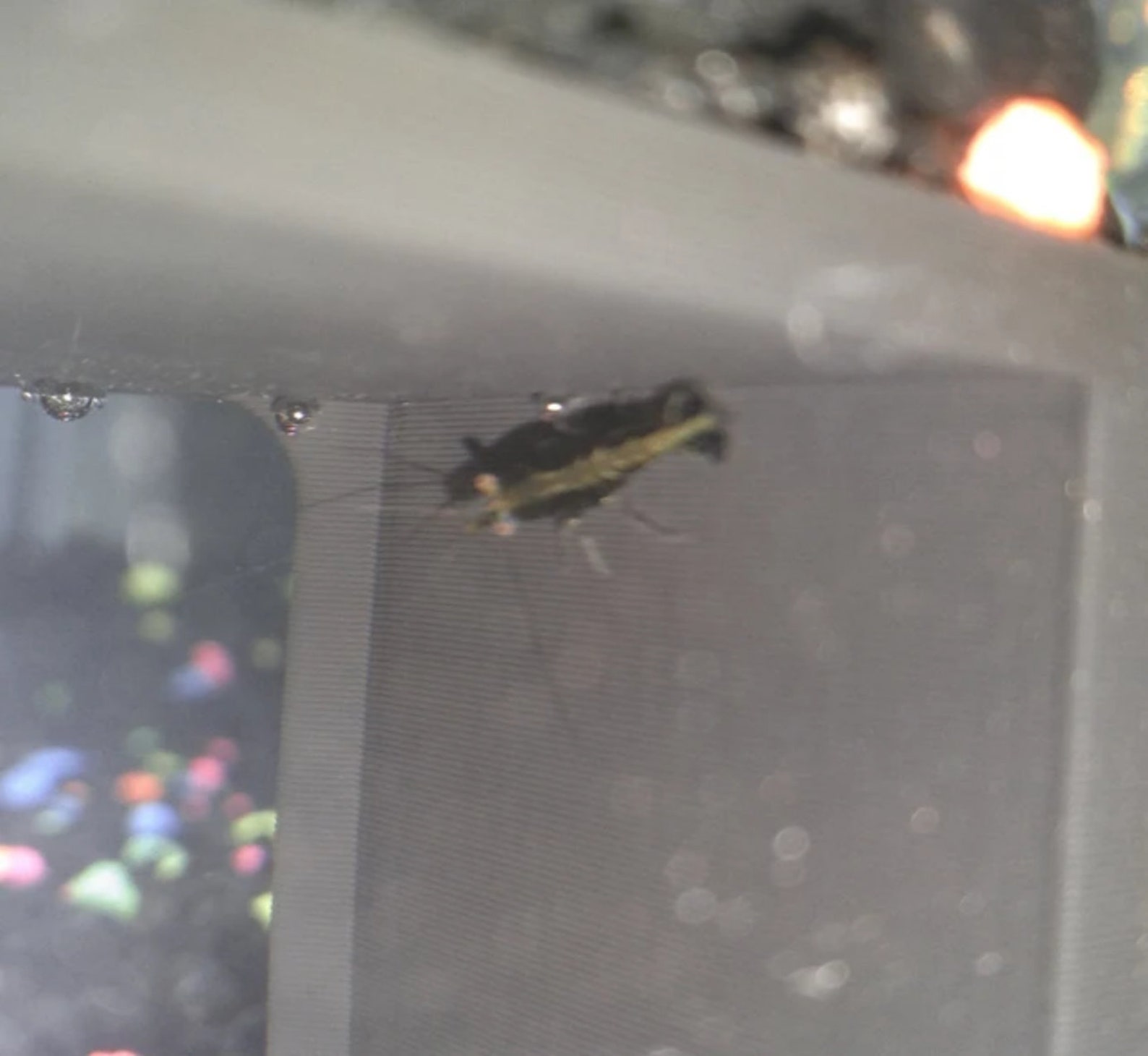 Axolotyl Crayfish Shrimp Aquarium Corner Cave Hide With - Etsy