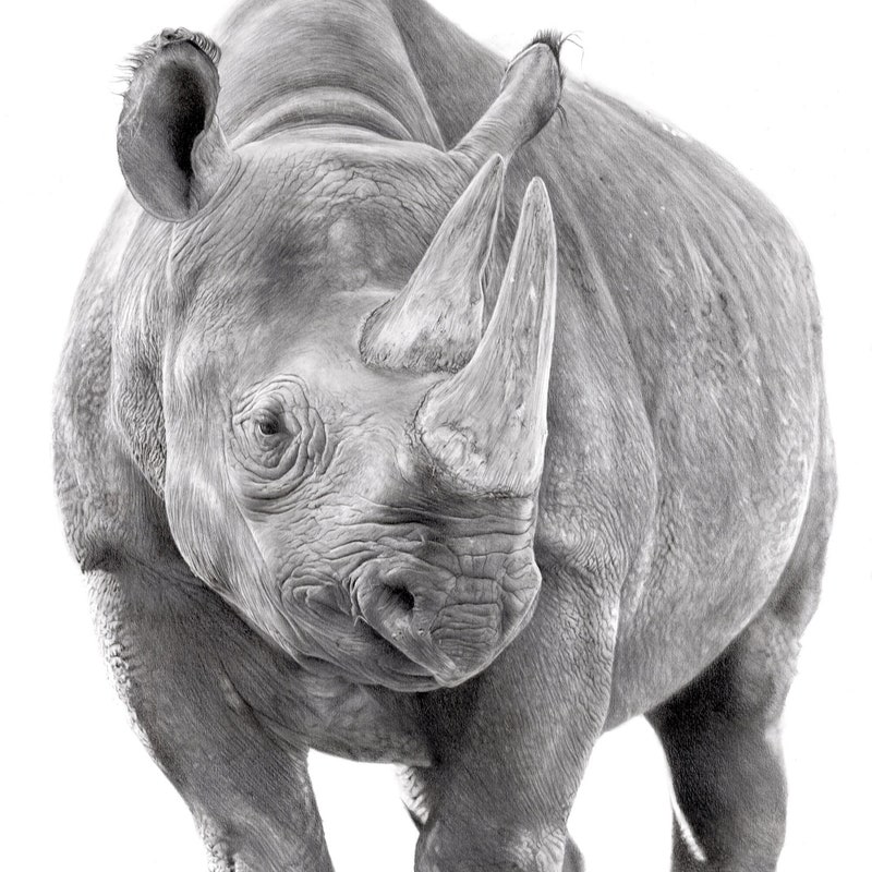 Rhino Print - Etsy