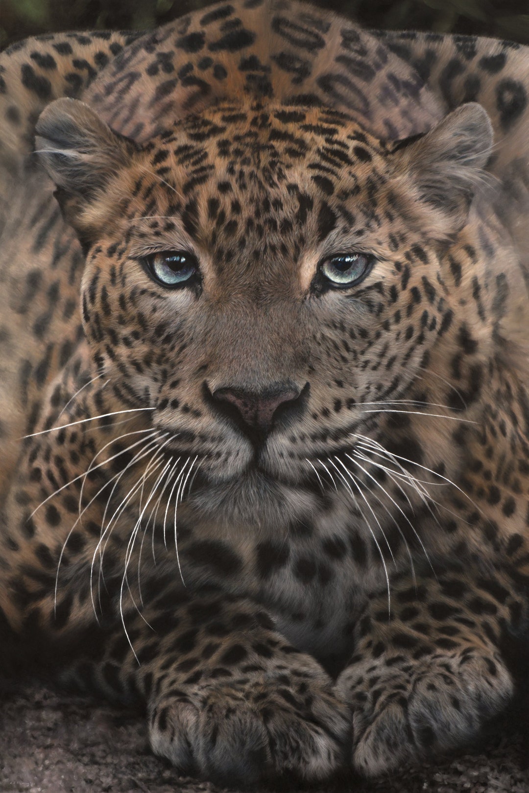 Sri Lankan Leopard Art Print of an Original Pastel Pencil - Etsy