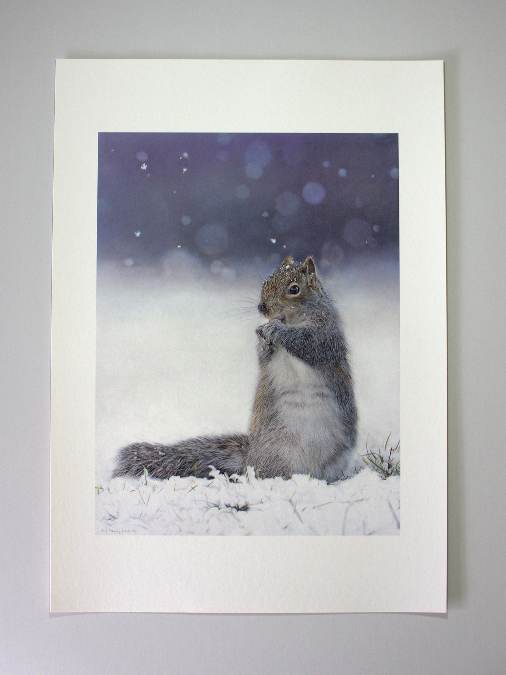 Grey Squirrel Art Print of an Original Pastel Pencil Drawing - Etsy