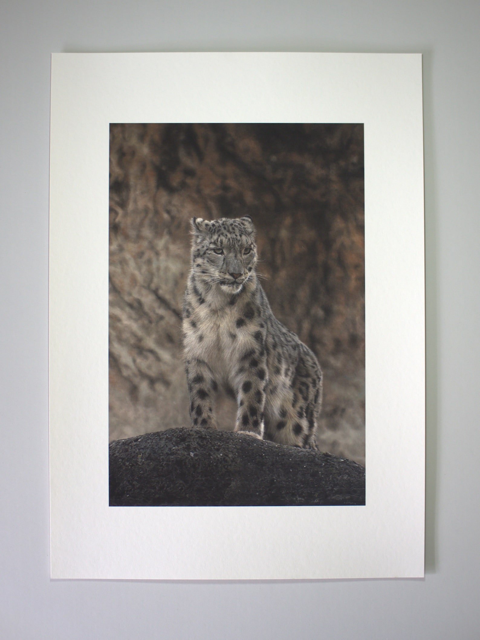 Snow Leopard Art Print of an Original Pastel Pencil Drawing (wildlife ...