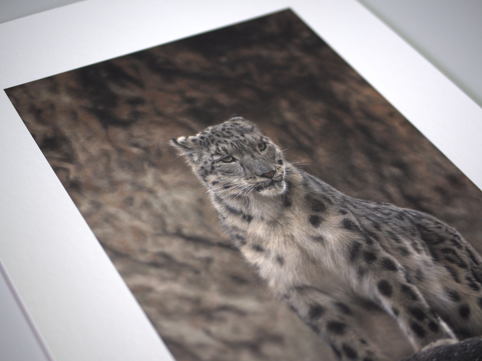 Snow Leopard Art Print of an Original Pastel Pencil Drawing (wildlife ...