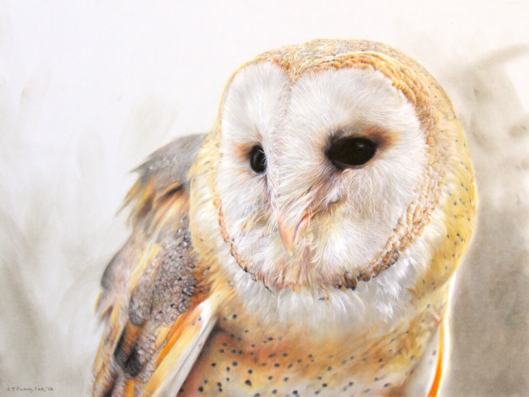 Barn Owl Art Print of an Original Pastel Pencil Drawing "a Local Friend ...