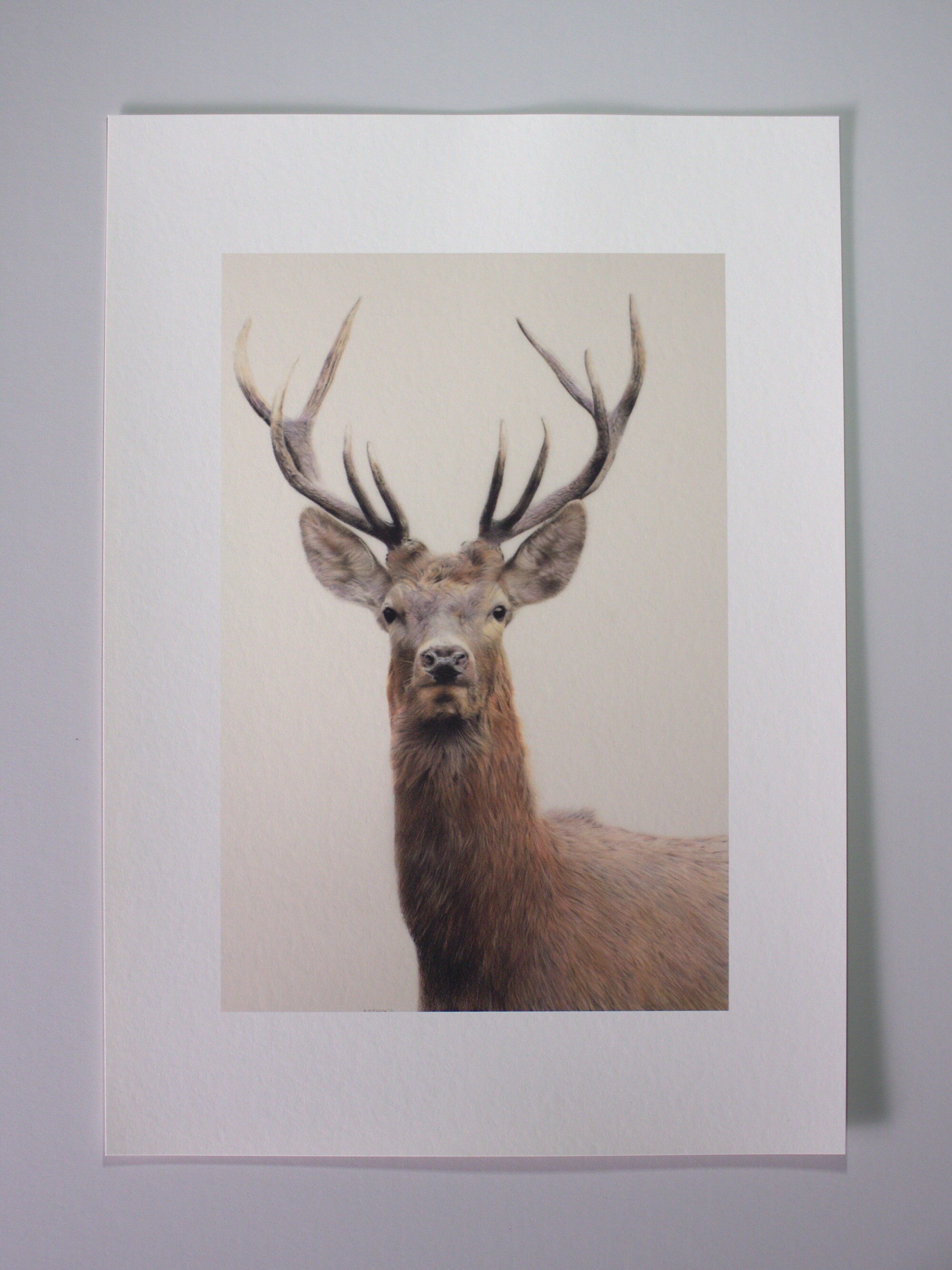 Red Deer Art Print of an Original Colour Pencil Drawing wildlife Art - Etsy