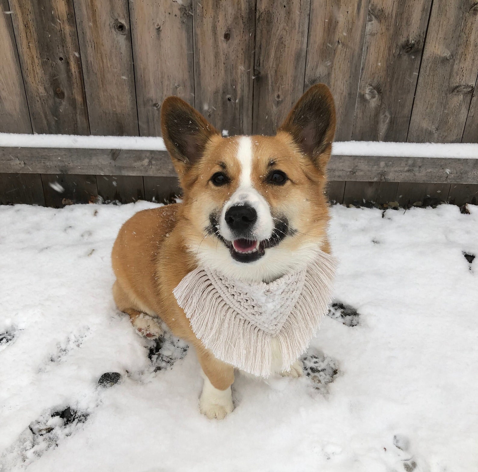 Macramé Dog Bandana With Fringe Macramé Dog Collar - Etsy