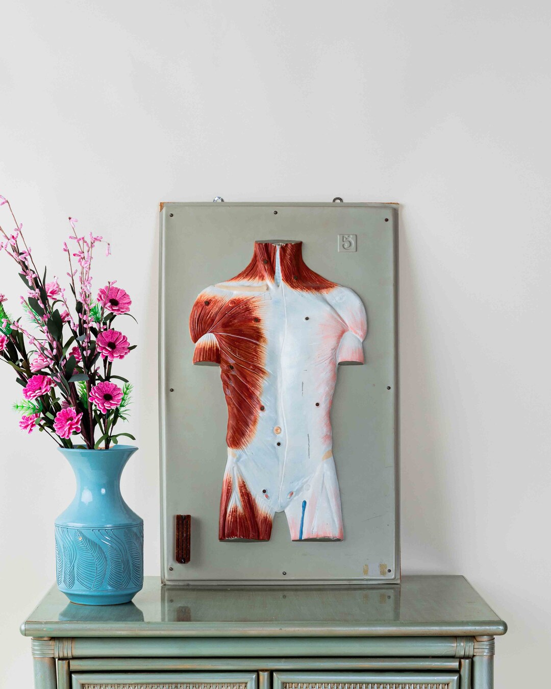 Autentic Vintage Anatomy Wall Hanging- Large Muscle Poster- Medical ...