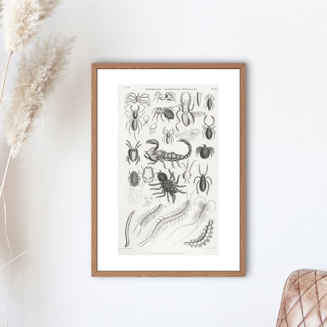 Printable Set of 2 Vintage Bug Poster Set, Vintage Gifts, Bug Art ...