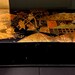 A Rare Napoleon III Chinoiserie Paper Mache Large Box - Etsy