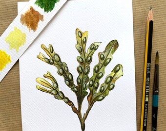 Seaweed Bunch Original Watercolor Painting Giclee Art Print - Etsy