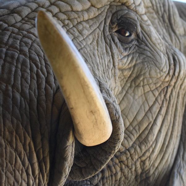 African Tusk Art - Etsy