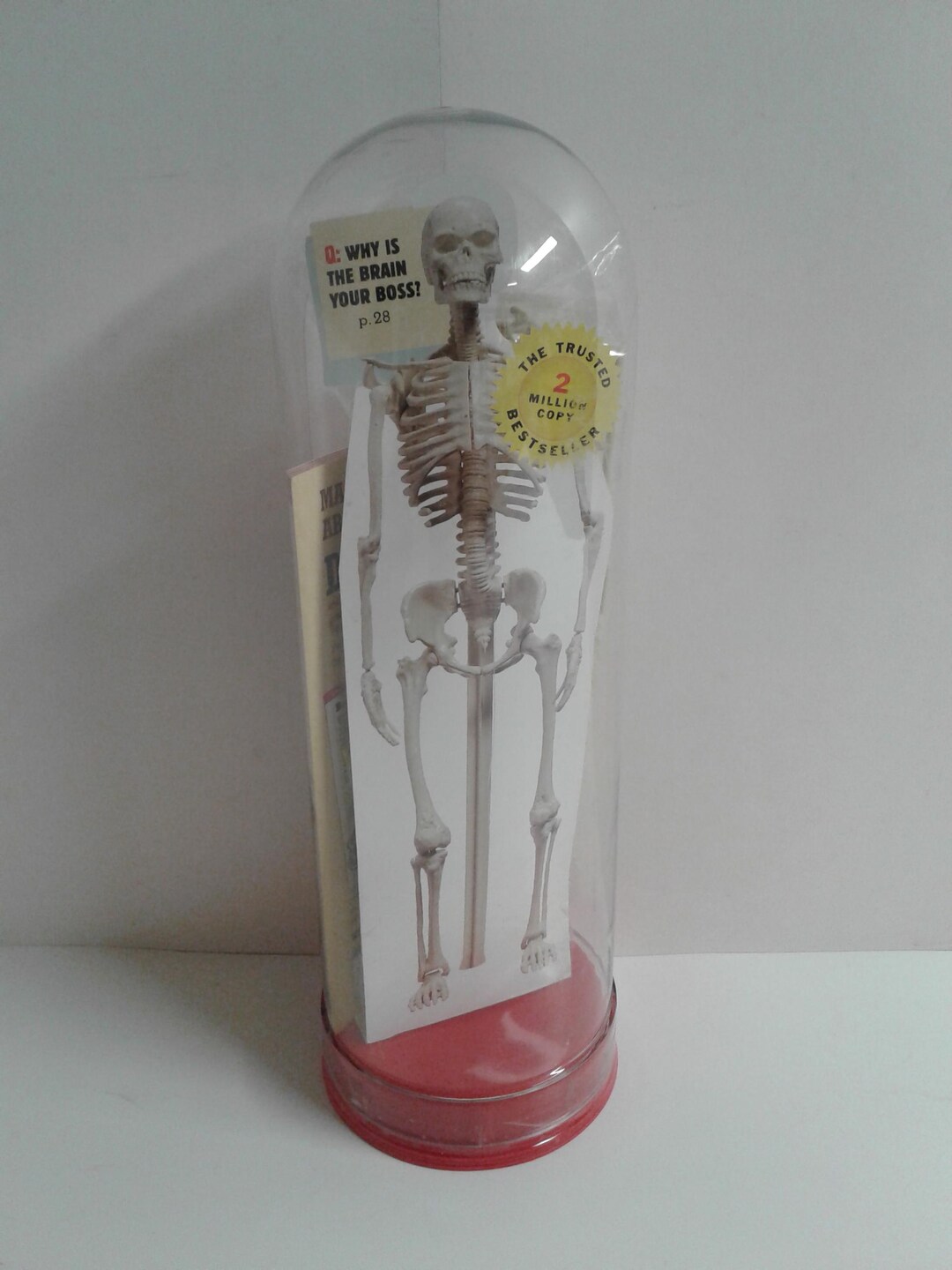 Vintage 11" Human Skeleton Plastic Model Kit 1991 Workman Publishing - Etsy