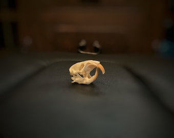 Pocket Gopher Pelt W/ Feet and Tail - Etsy