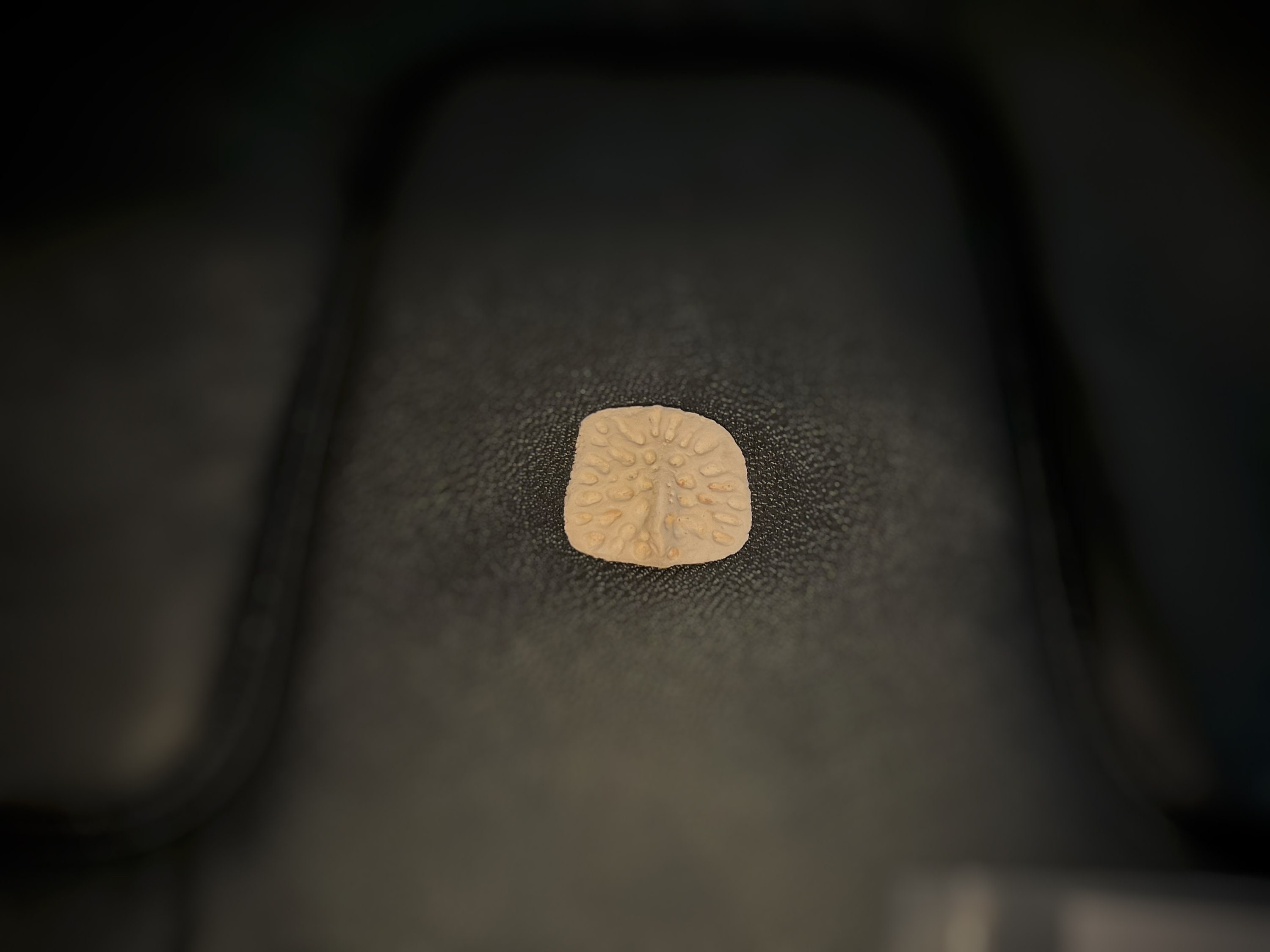 Alligator Osteoderm | Etsy