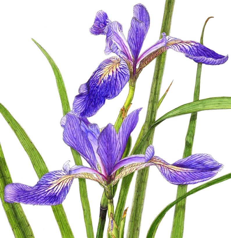 Iris Pen, Ink and Wash Print - Etsy