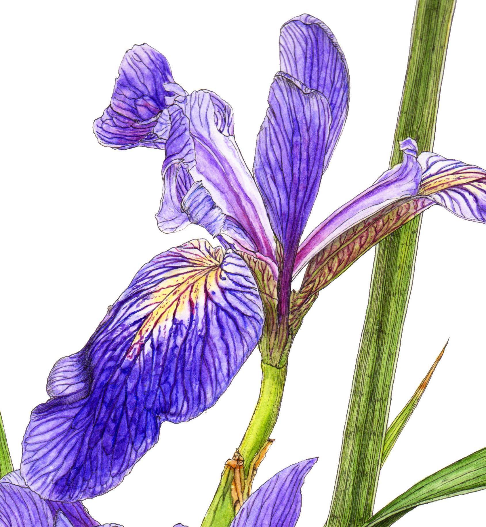 Iris Pen, Ink and Wash Print - Etsy