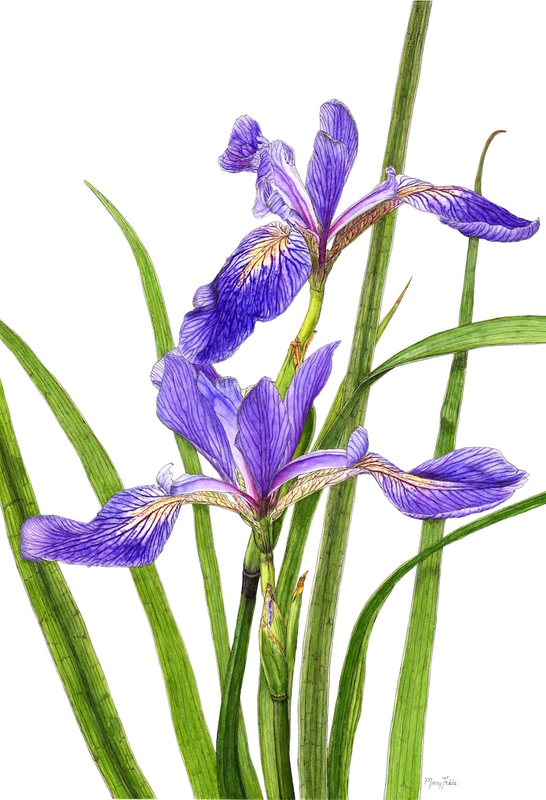 Iris Pen, Ink and Wash Print - Etsy