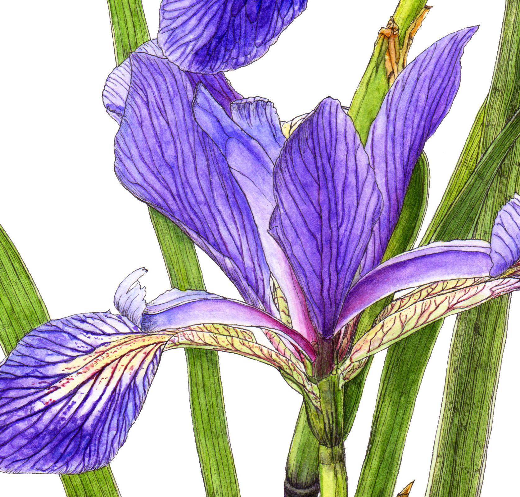 Iris Pen, Ink and Wash Print - Etsy
